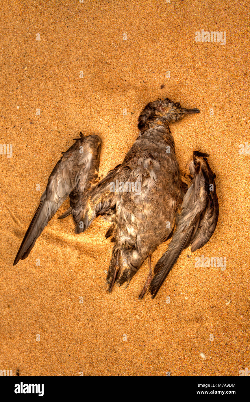 dead bird drifting at seaFrom pollution a dead bird on Manly Beach ...
