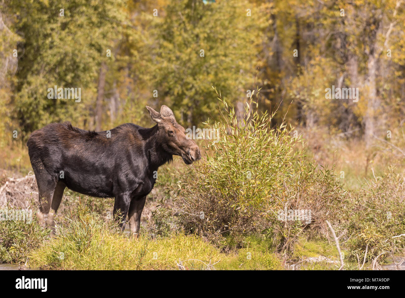 Cow Shiras Moose in Fall Stock Photo - Alamy