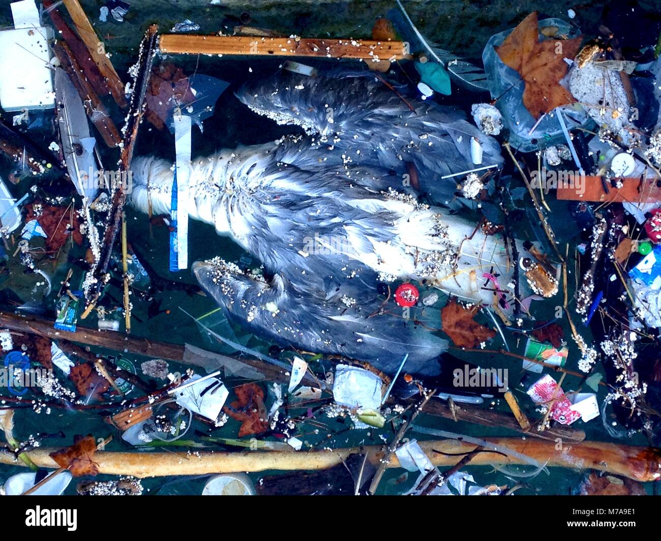 Bird dead litter hi-res stock photography and images - Alamy