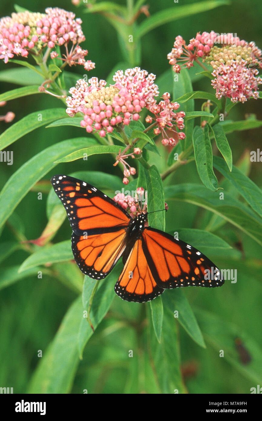 03536-00614 Monarch (Danaus plexippus) on Swamp Milkweed (Asclepias ...