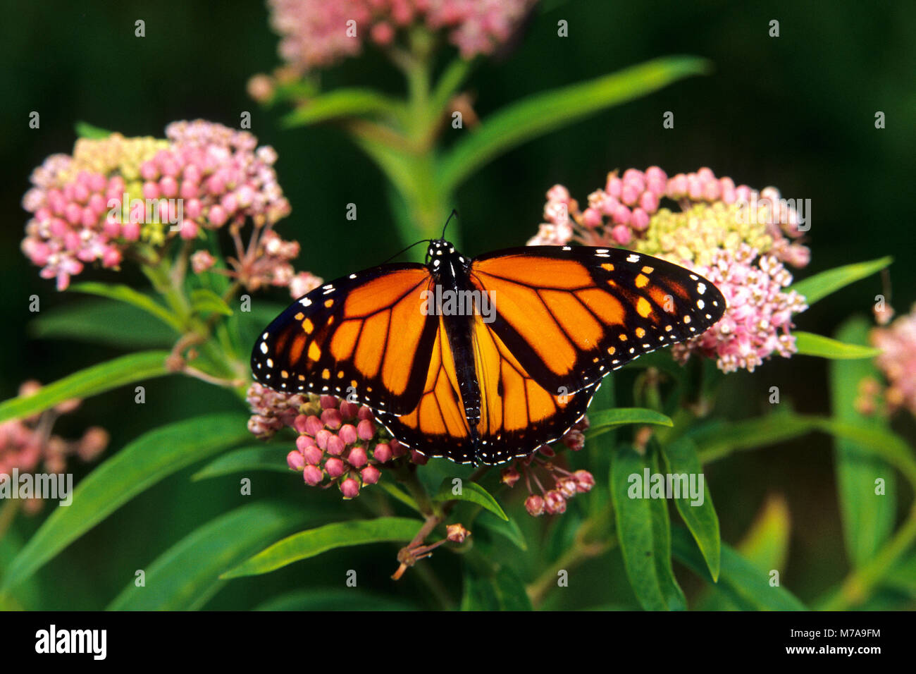 Monarch butterfly on swamp milkweed in marion county illinois hi-res ...