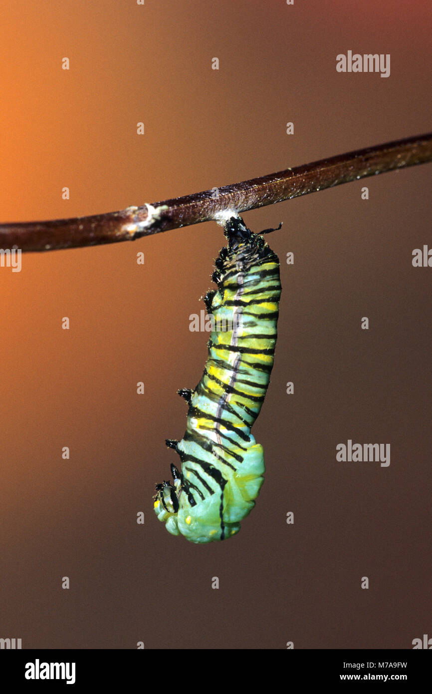 03536-02318 Monarch (Danaus plexippus) larva (caterpillar) pupating ...