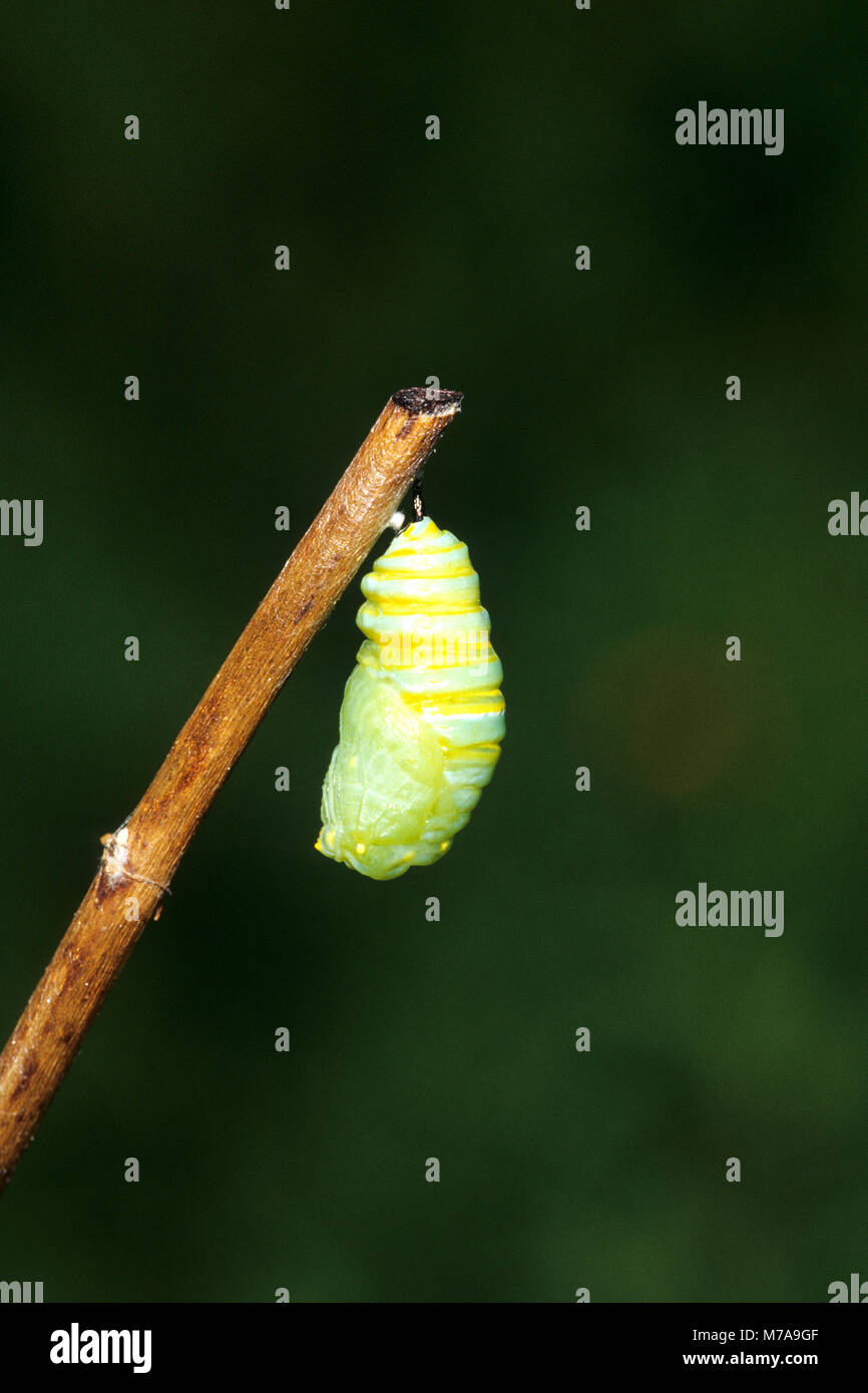 03536-02816 Monarch (Danaus plexippus) larva (caterpillar) pupating ...