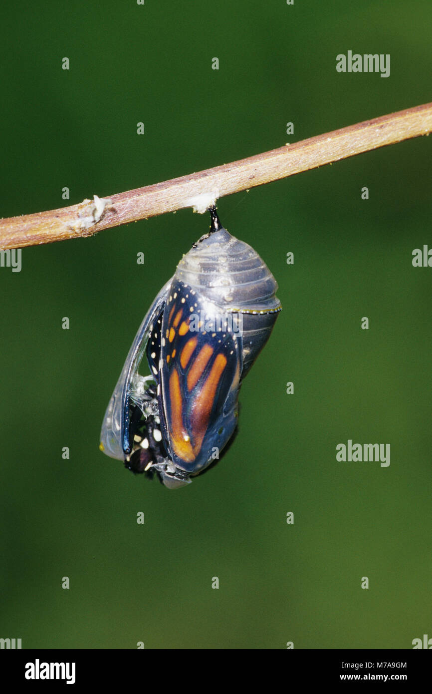 Monarch butterfly emerging from pupa chrysalis in marion county hi-res ...