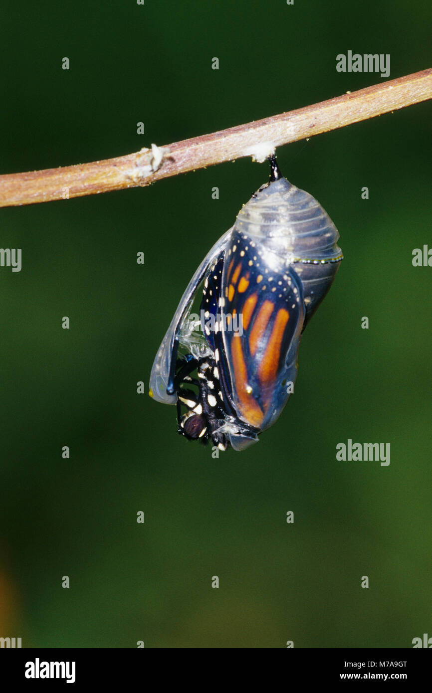 Monarch caterpillar pupating hi-res stock photography and images - Alamy