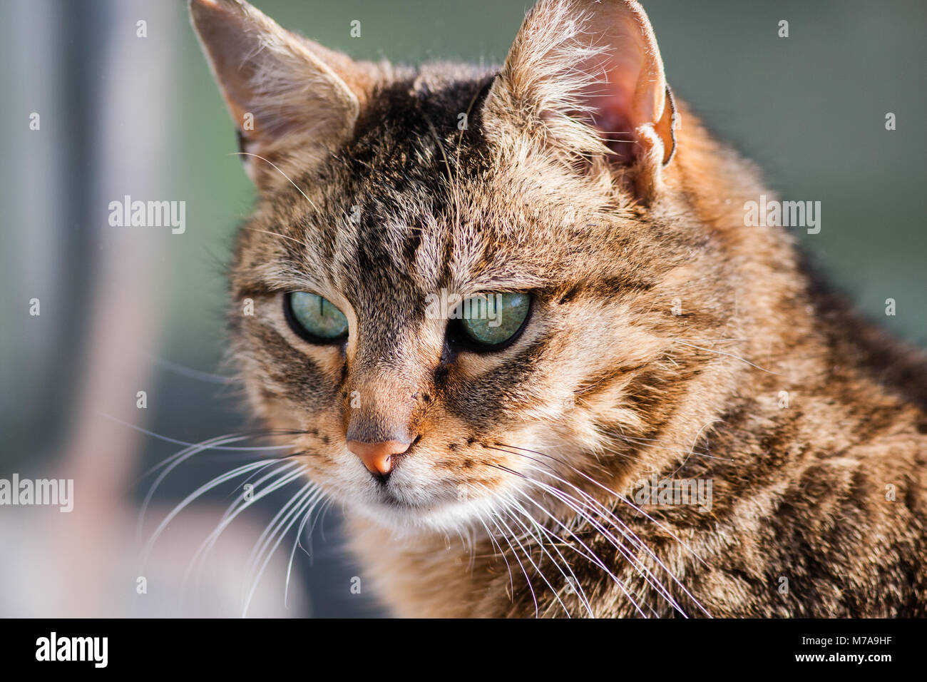 Tabby Cat Gazing High Resolution Stock Photography and Images - Alamy