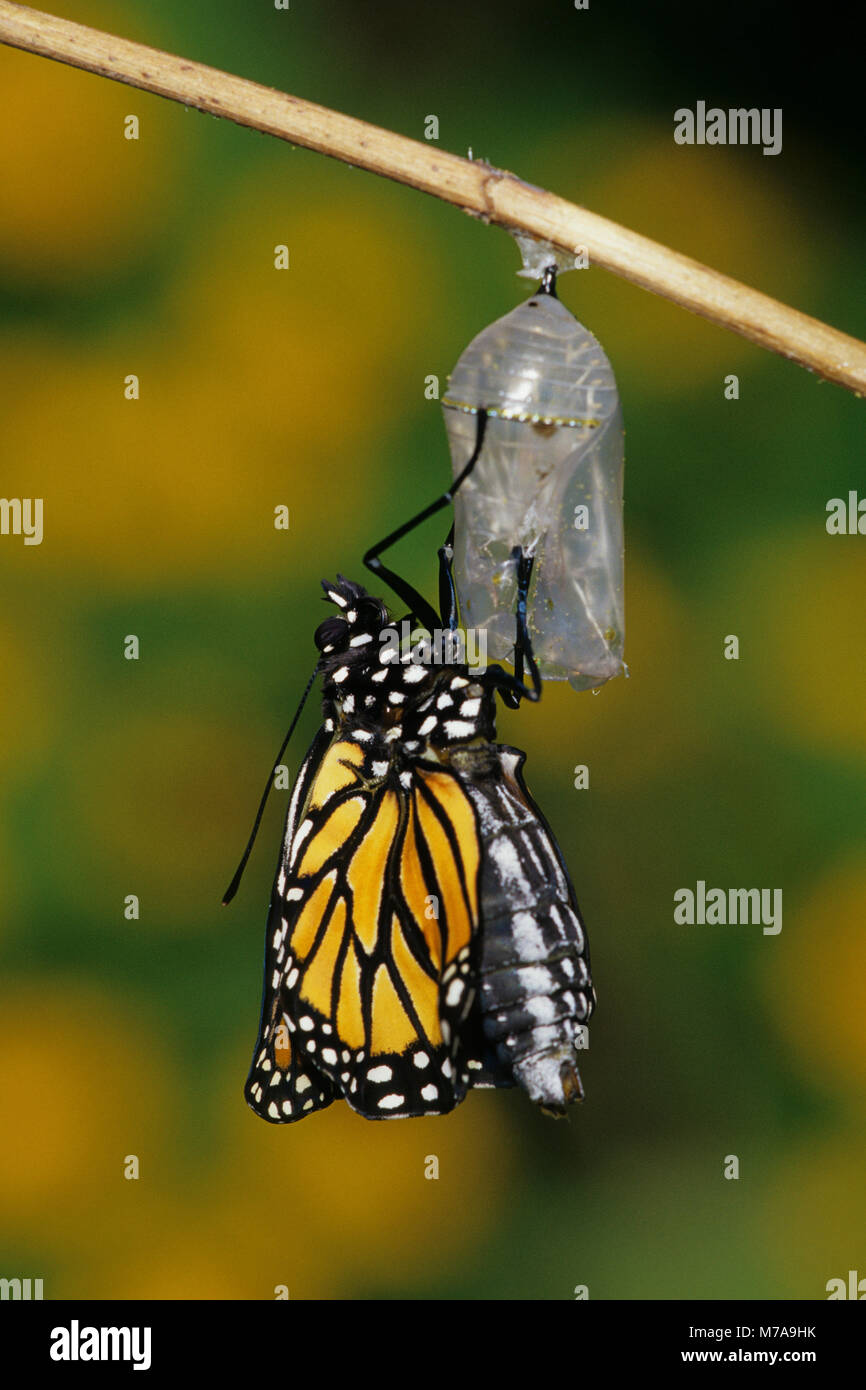 Monarch caterpillar pupating hi-res stock photography and images - Alamy