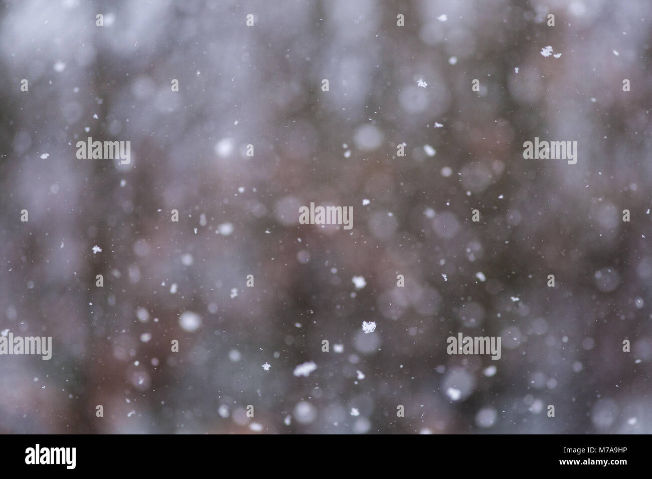 Snow Falling Background Texture, during storm Emma Stock Photo - Alamy