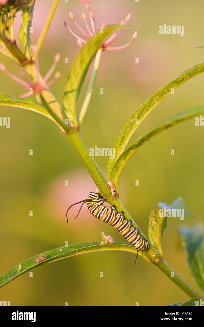 Monarch butterfly caterpillar larva on host plant swamp milkweed hi-res ...