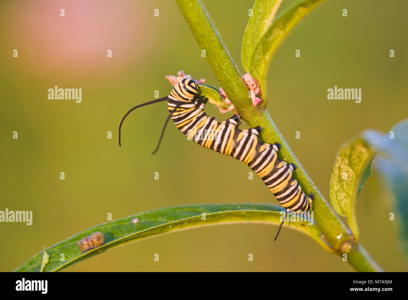 Monarch butterfly caterpillar larva on host plant swamp milkweed hi-res ...