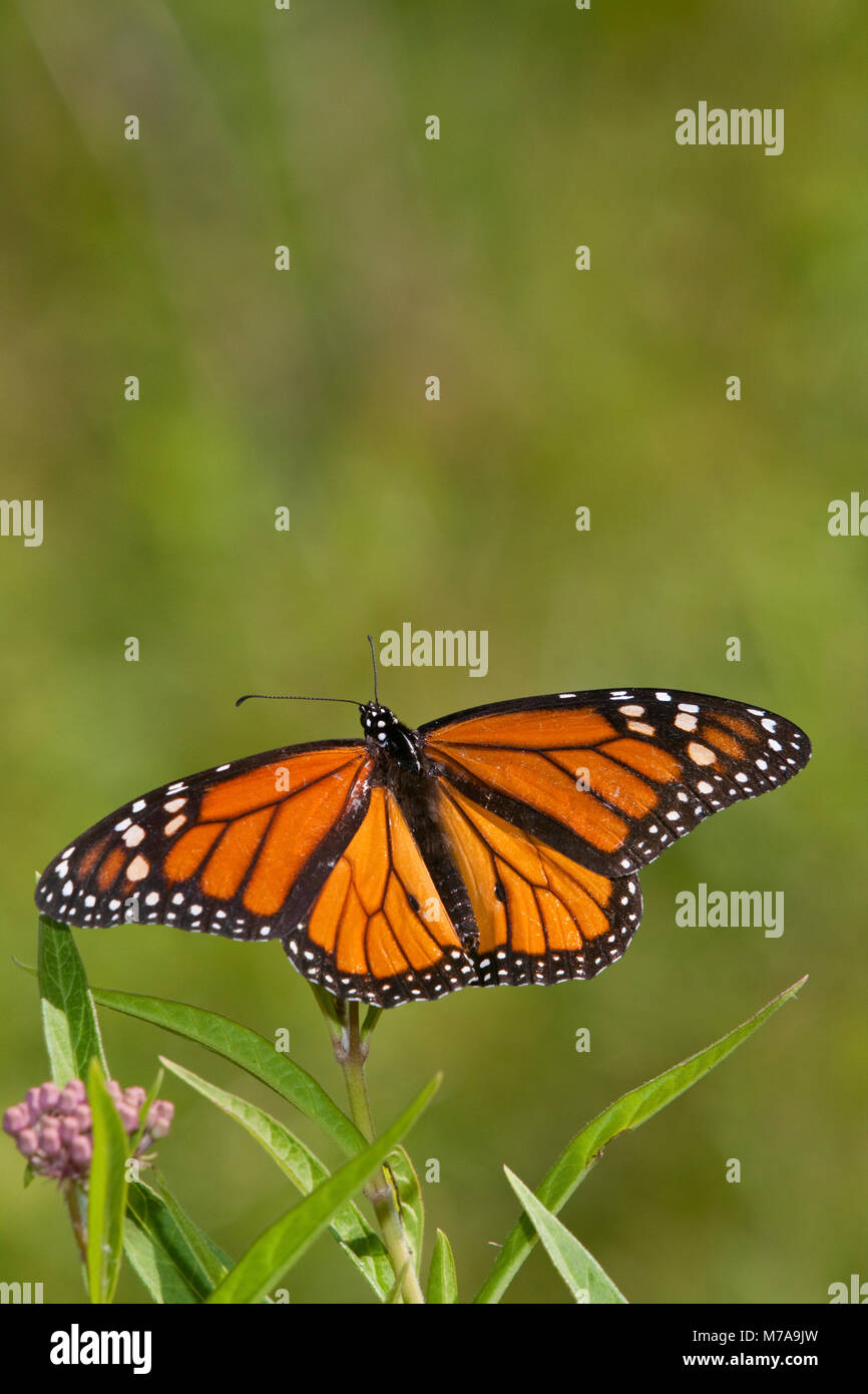 03536-04815 Monarch Butterfly (Danaus plexippus) male on Swamp Milkweed ...