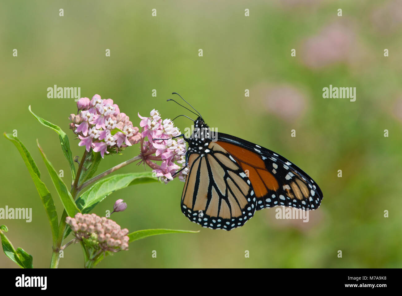 Butterfly Specialists High Resolution Stock Photography and Images - Alamy