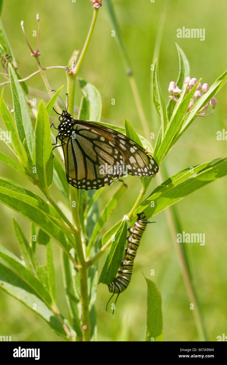 Monarch butterfly caterpillar larva on host plant swamp milkweed hi-res ...