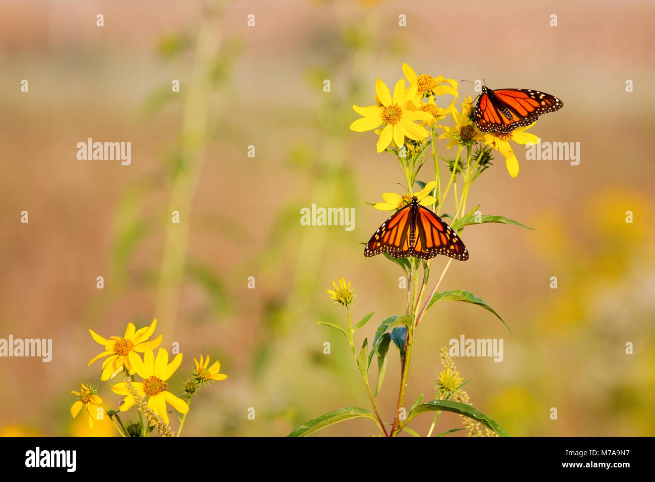 Two monarch butterflies hi-res stock photography and images - Alamy