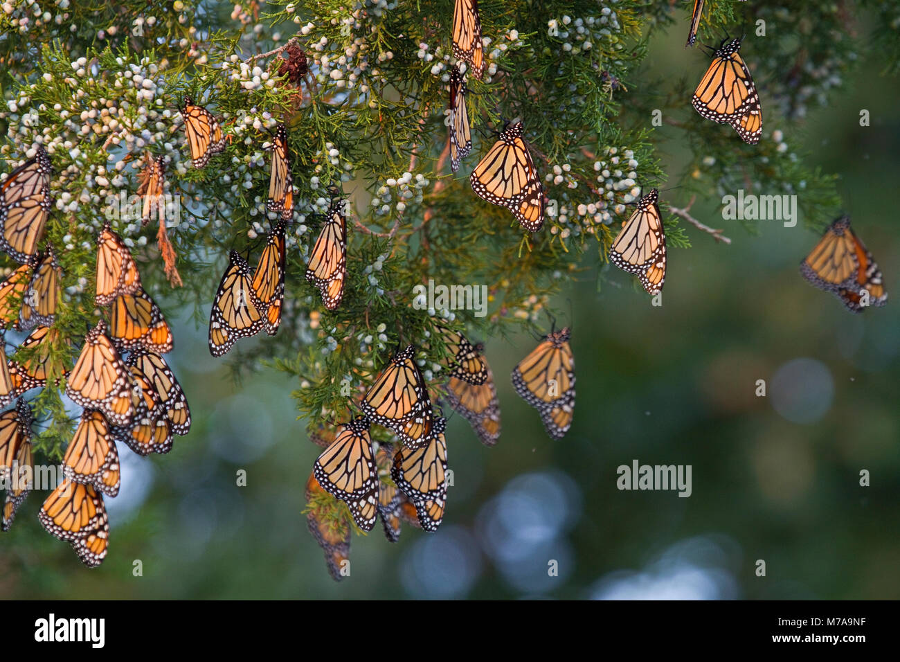 Eastern monarch migration hi-res stock photography and images - Alamy