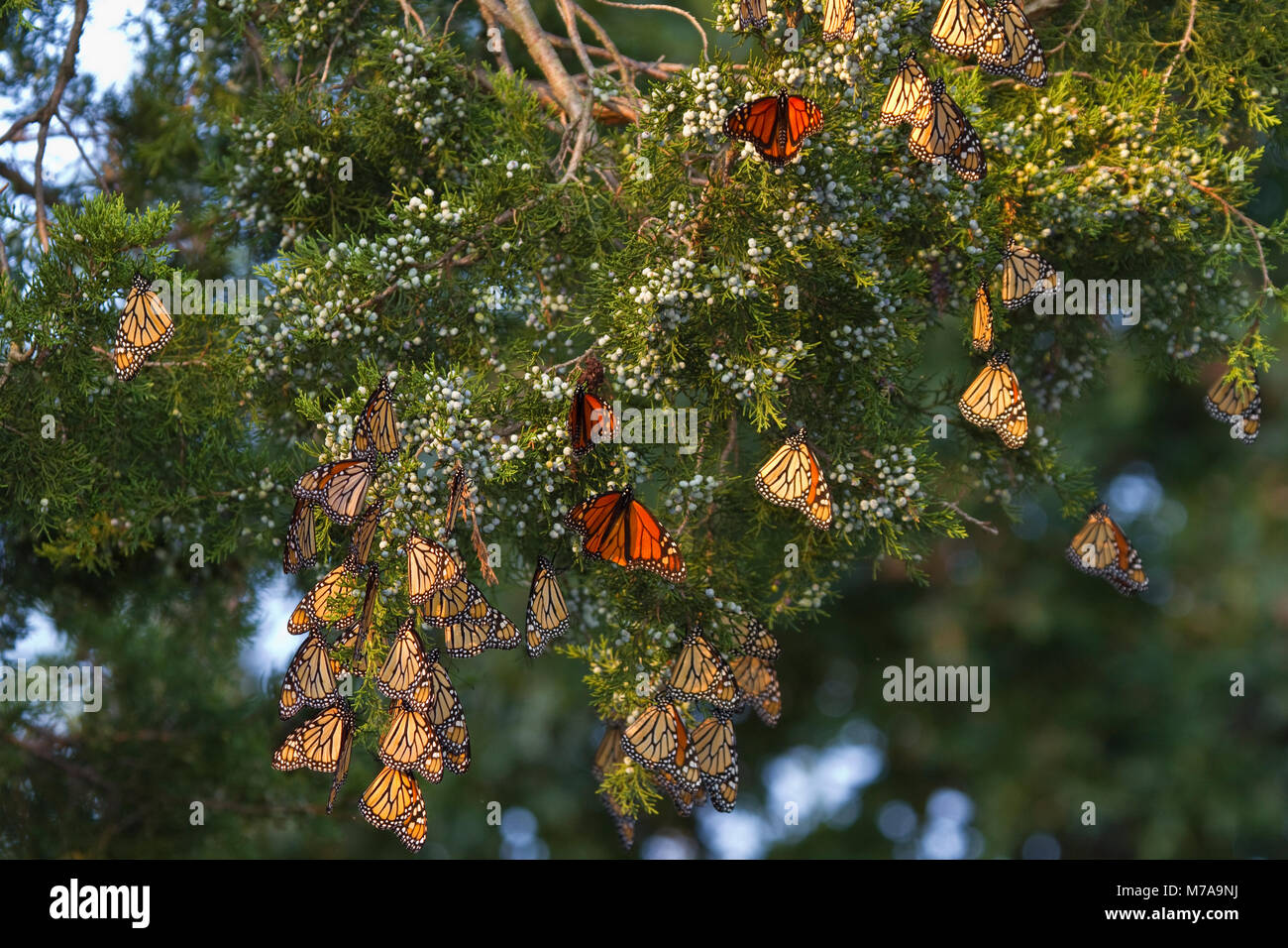 Eastern monarch migration hi-res stock photography and images - Alamy