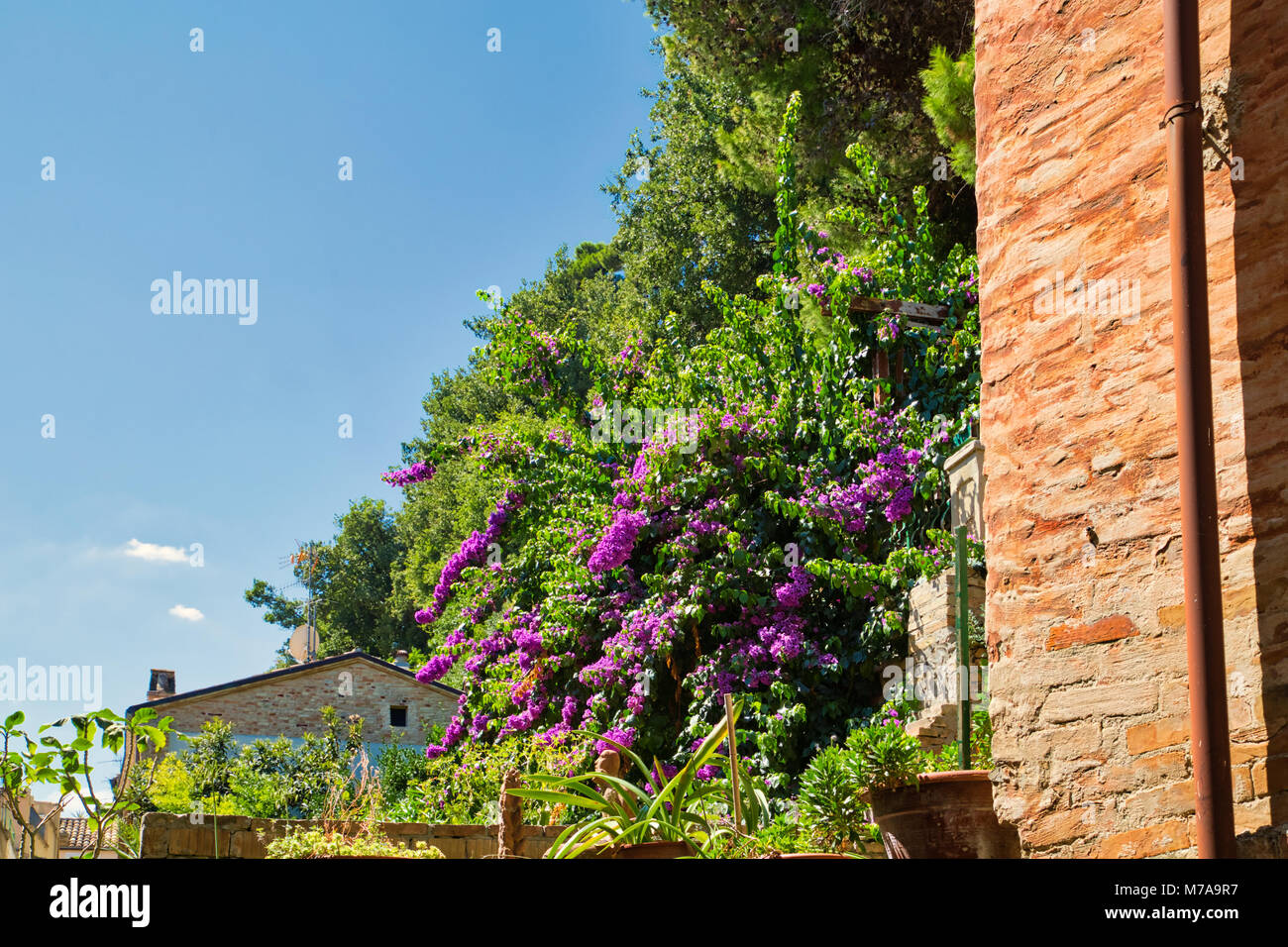 large green bush of pink bougainvillea glabra Stock Photo - Alamy