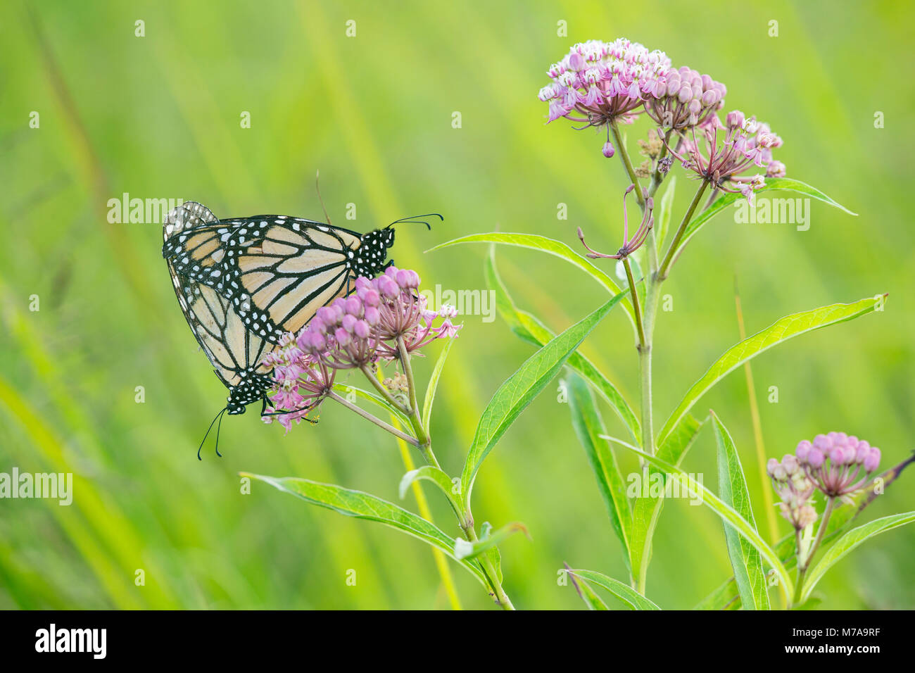Male and female monarch butterflies hi-res stock photography and images ...