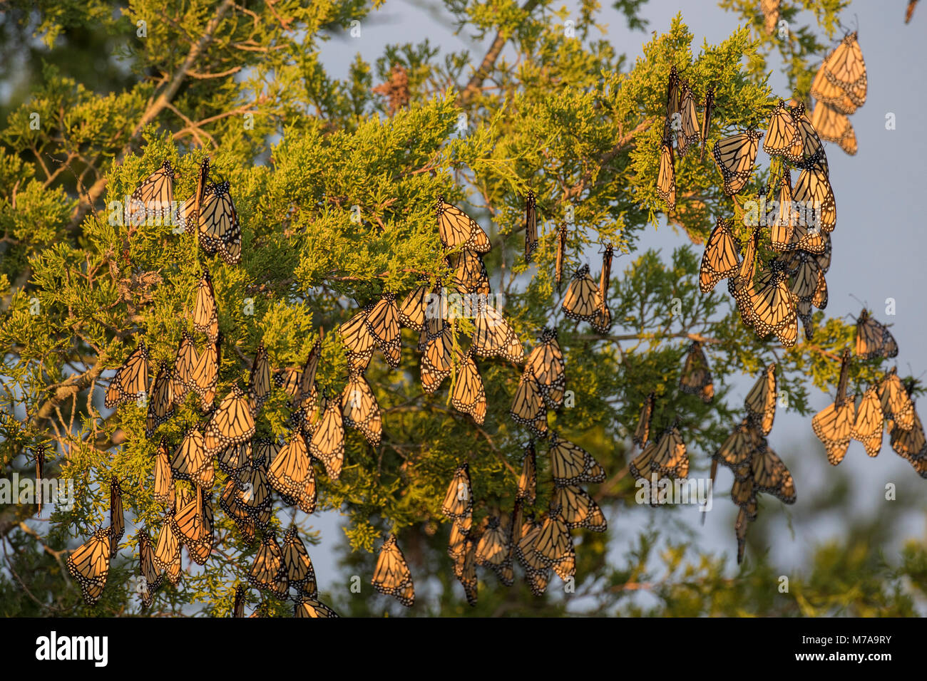 Roosting migratory monarch butterfly hi-res stock photography and ...