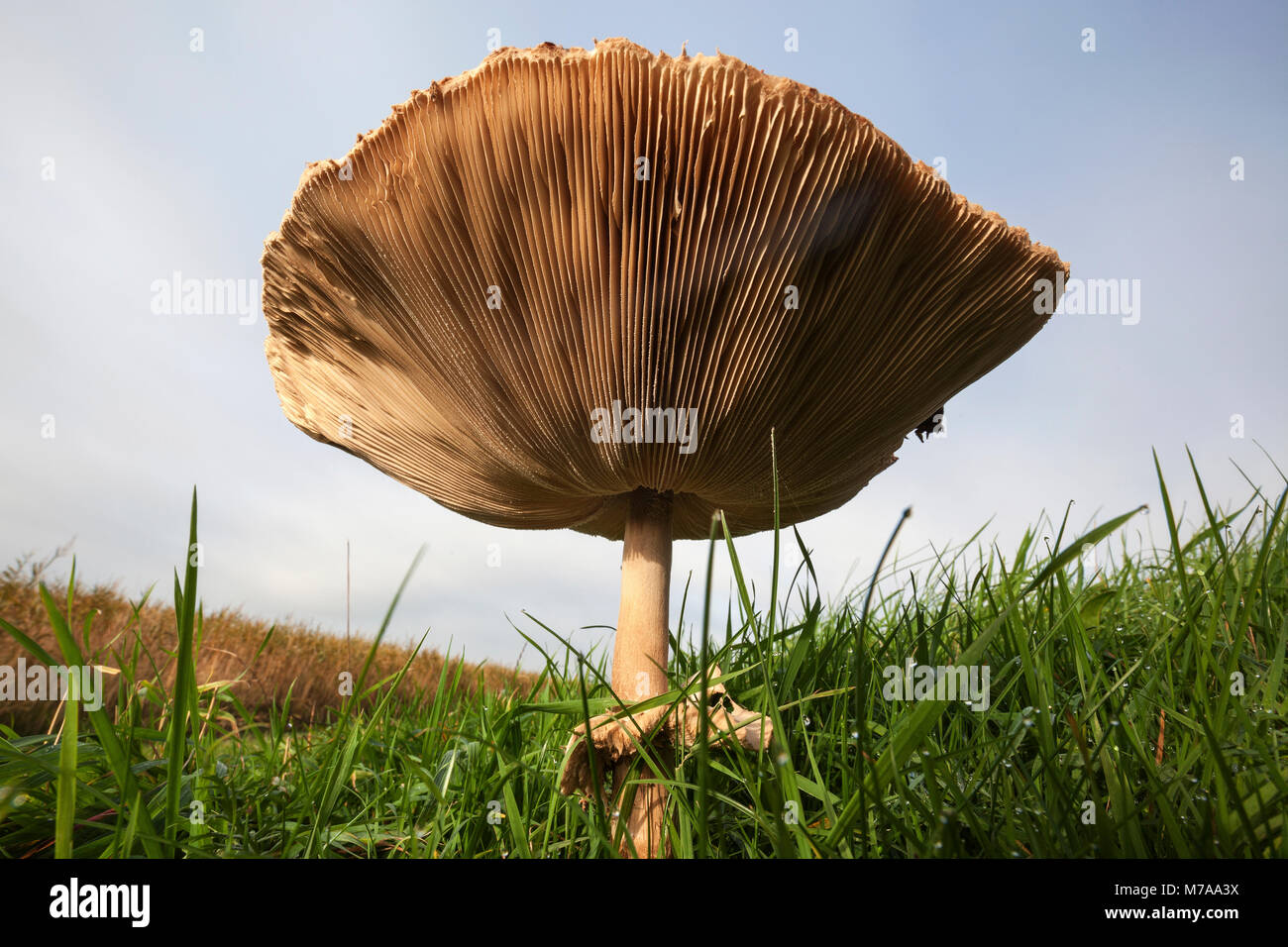 Parasol mushroom (Macrolepiota procera) in a meadow, Frog's perspective ...