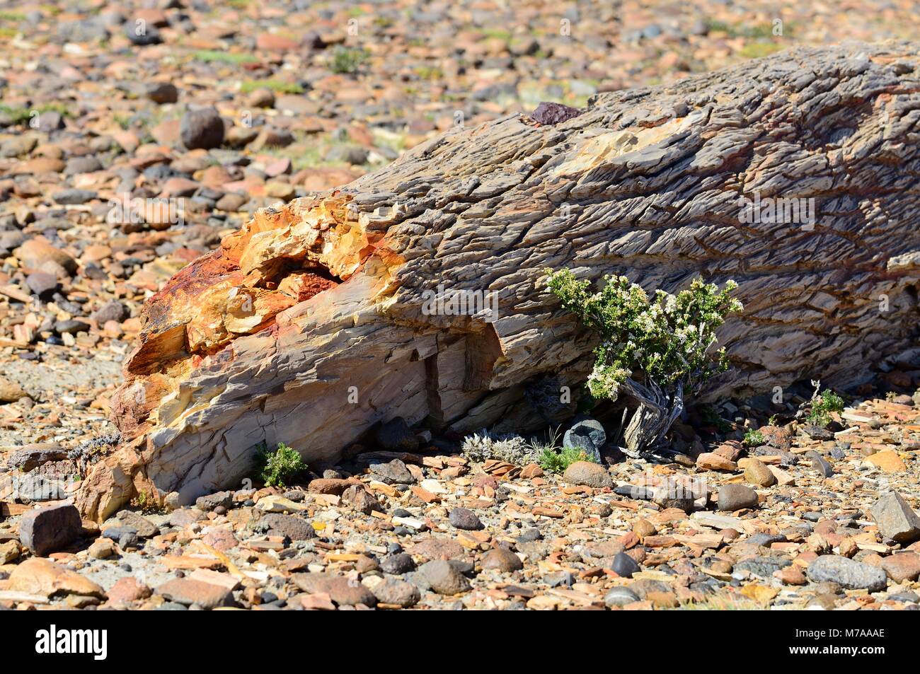 Bosque petrificado hi-res stock photography and images - Alamy