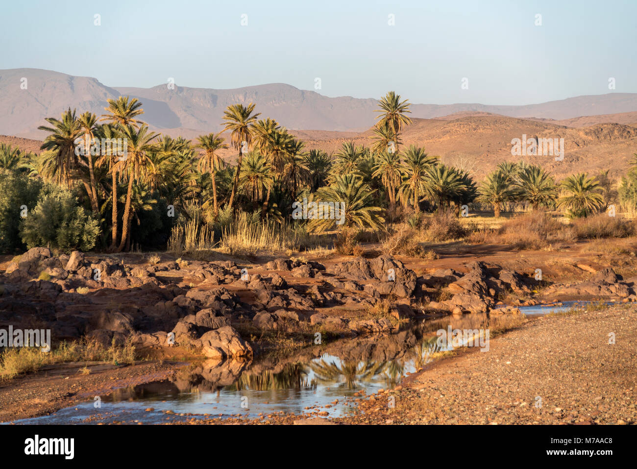 Oasis, river valley with palm trees near Ouarzazate, Morocco Stock ...
