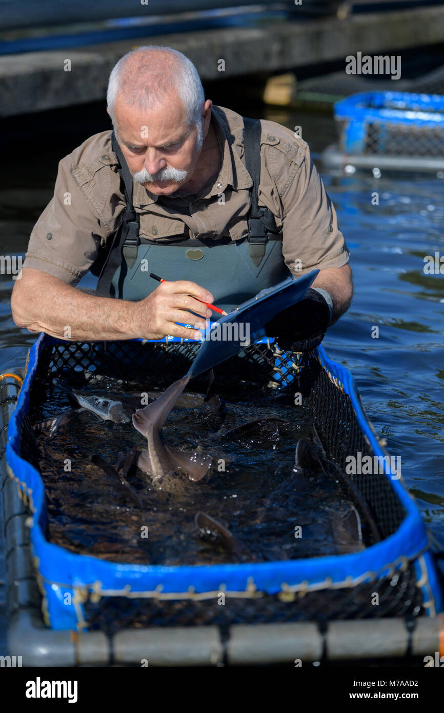 old fish farmer Stock Photo - Alamy
