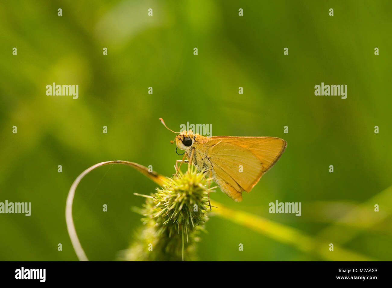 03731-003.04 Delaware Skipper (Anatrytone logan) Prairie Ridge SNA ...