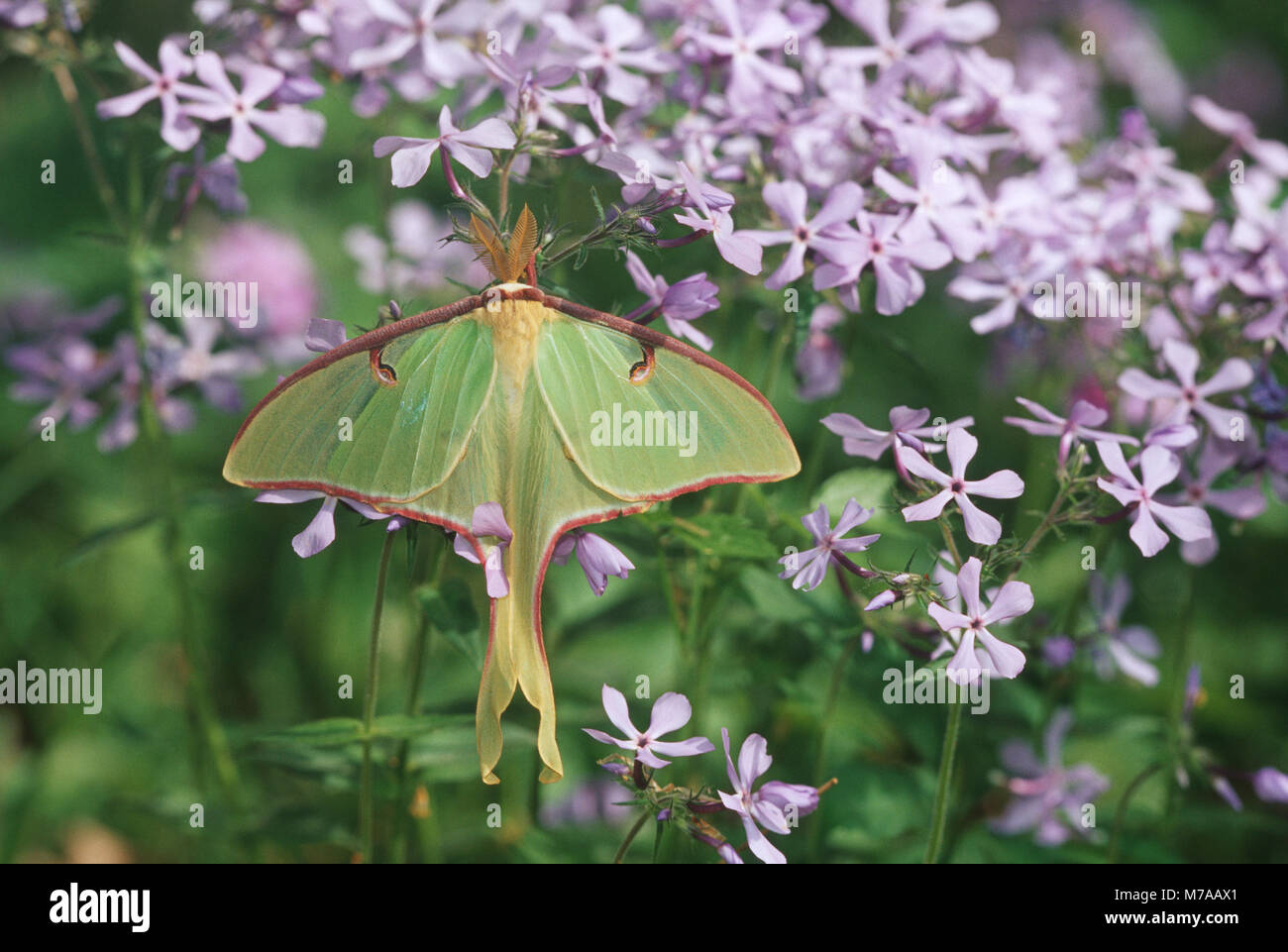 04000-004.20 Luna Moth (Actias luna) on Blue Phlox (Phlox divaricata ...