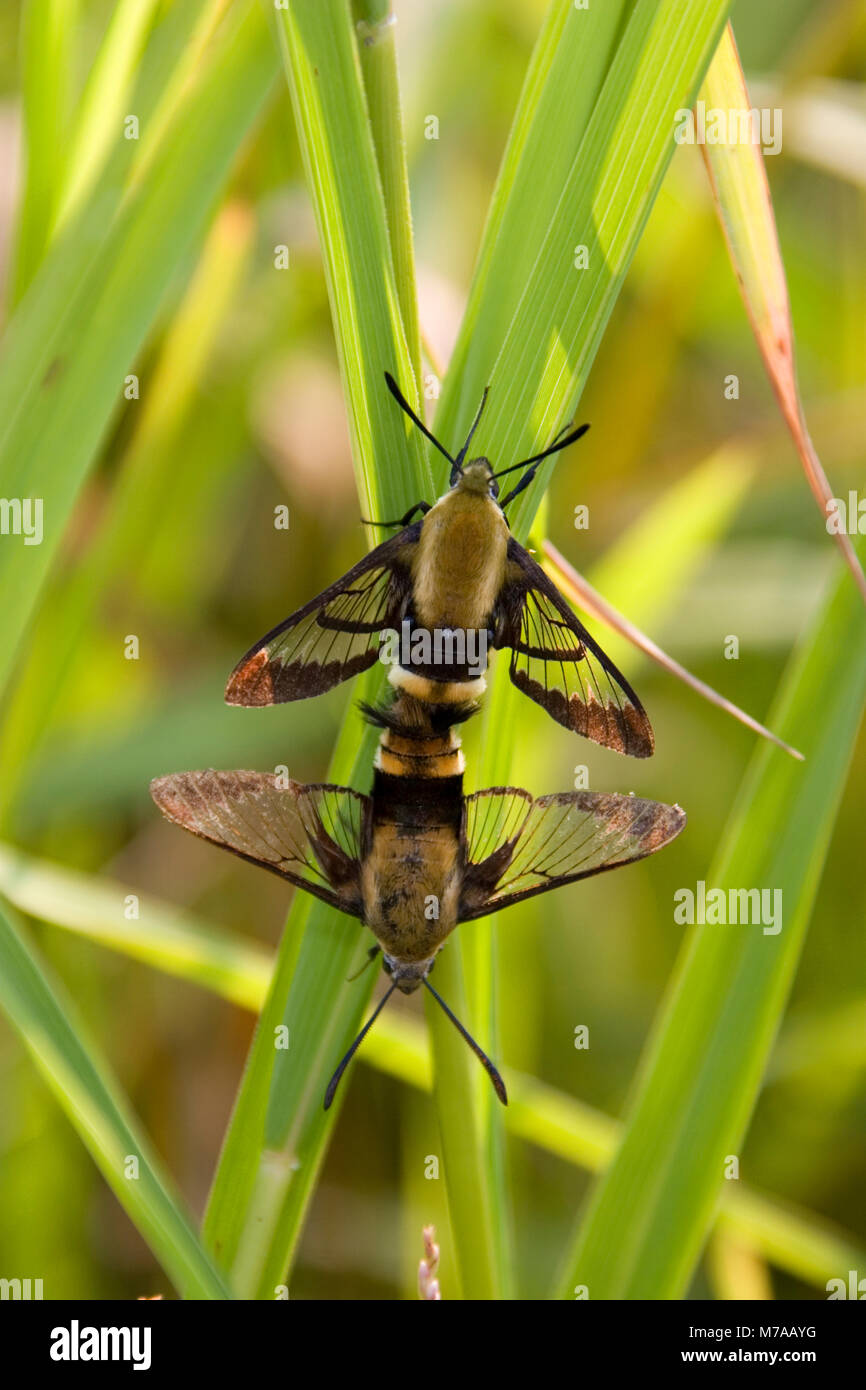04005-002.01 Snowberry Clearwings (Hemaris diffinis) mating in wetland ...