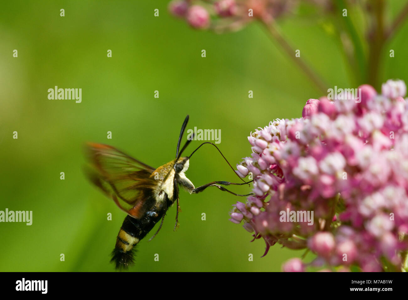 Clearwing hummingbird moth hi-res stock photography and images - Alamy
