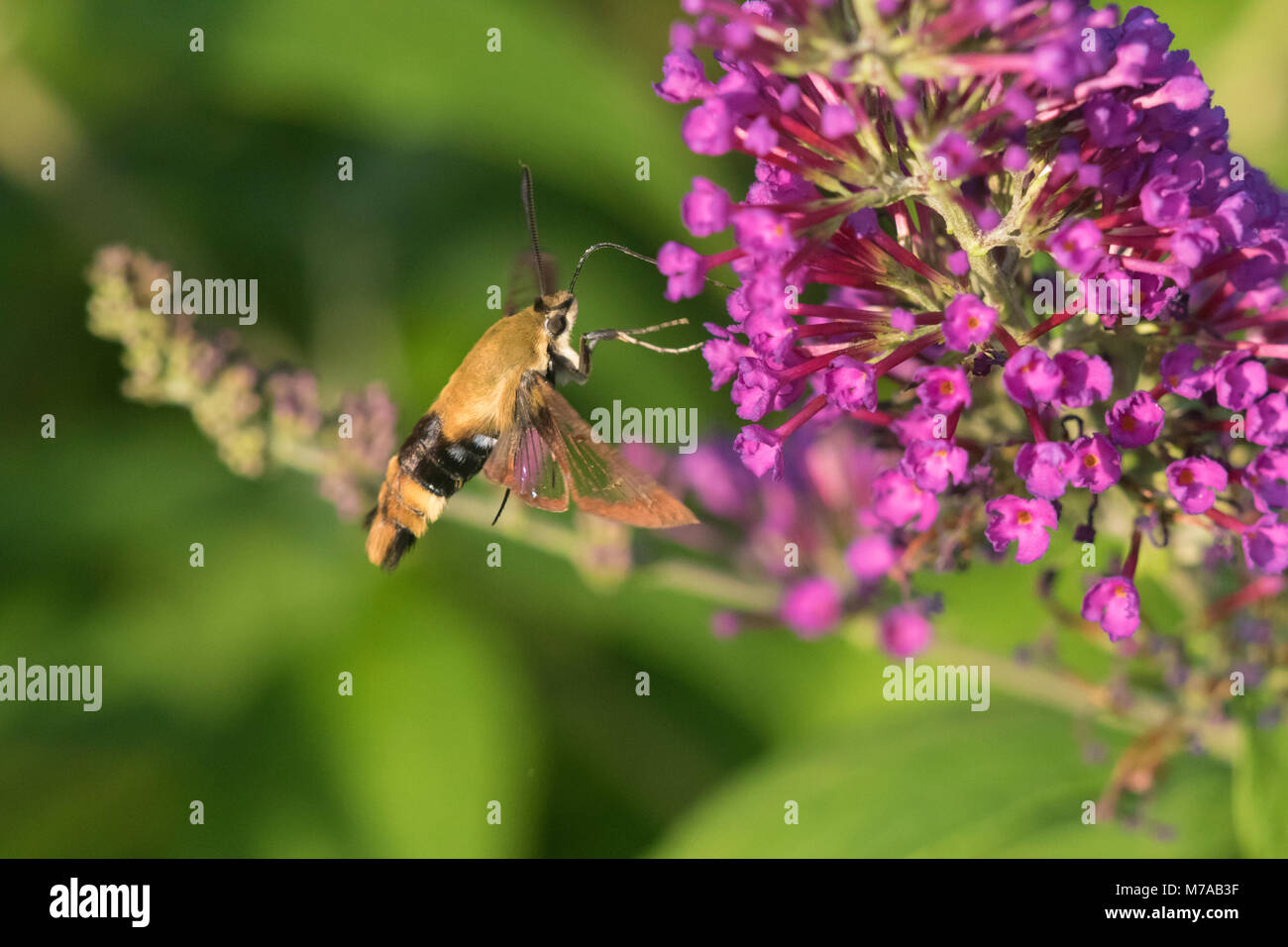 Clearwing hummingbird moth hi-res stock photography and images - Alamy