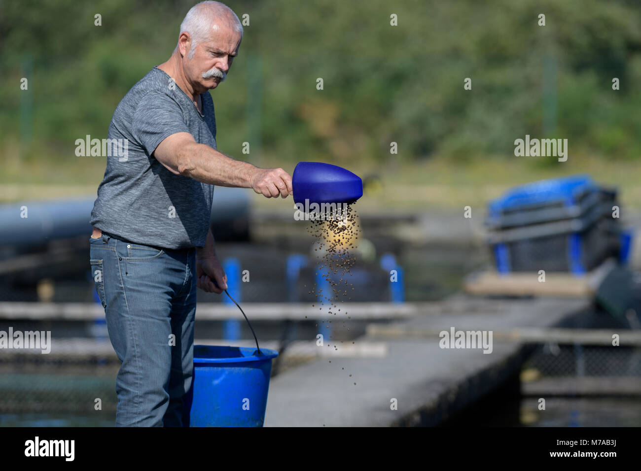 feeding fish at a fish farm Stock Photo - Alamy
