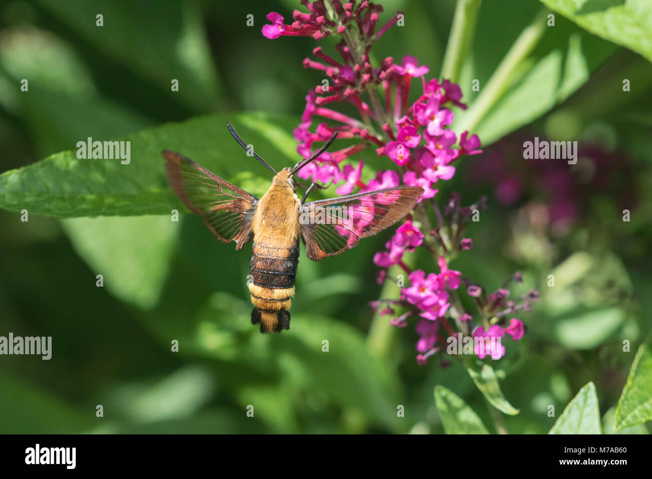 Hummingbird clearwing sphinx moth hi-res stock photography and images ...