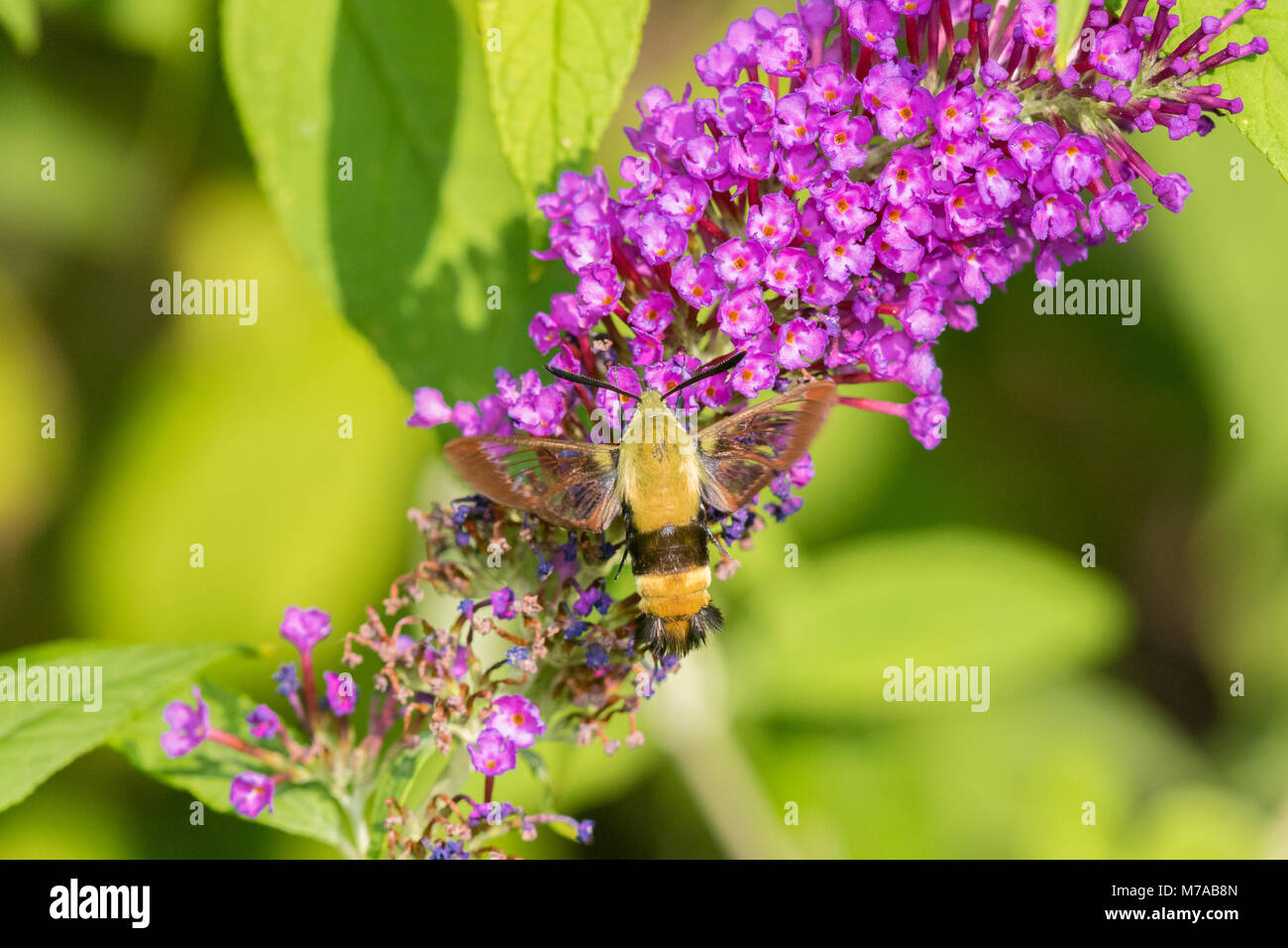 Hummingbird clearwing sphinx moth hi-res stock photography and images ...