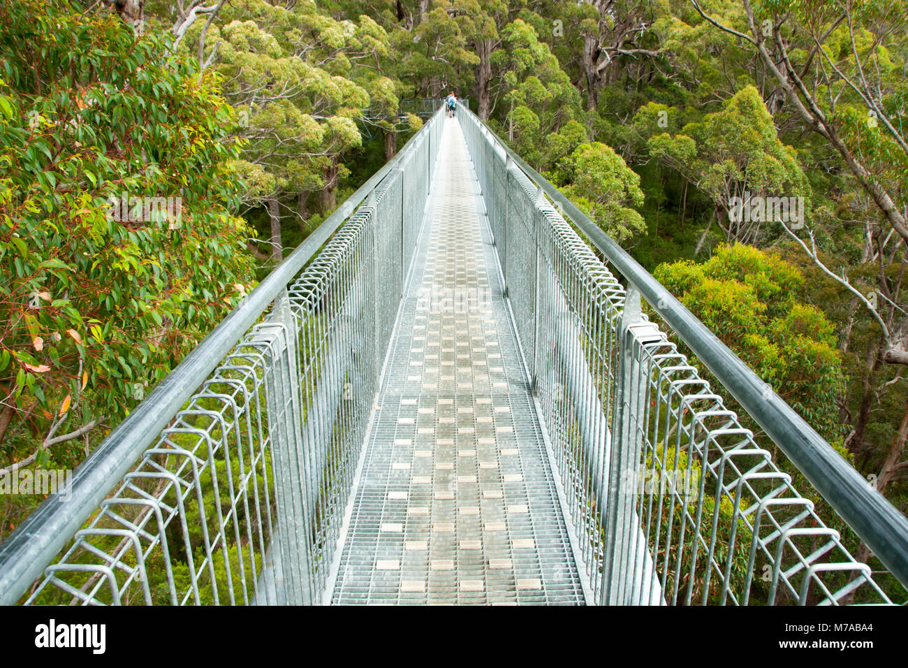 Tree Top Walk - Walpole - Australia Stock Photo - Alamy