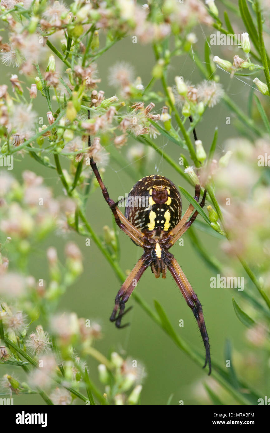 04461-00402 Black & Yellow Argiope spider (Argiope aurantia) Marion Co ...