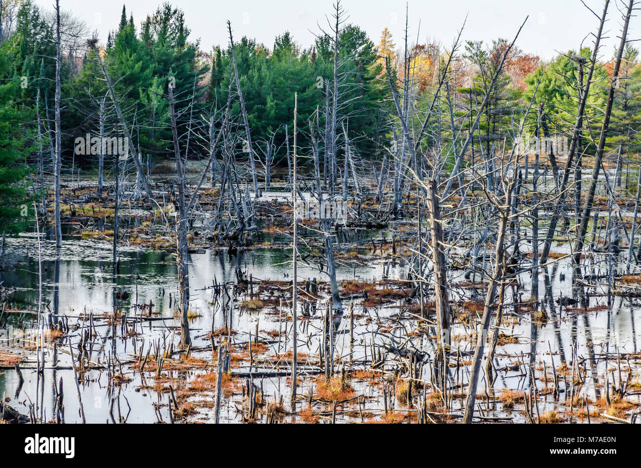 Muskoka region hi-res stock photography and images - Alamy