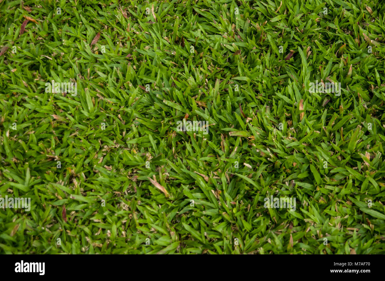Close up of fresh Green grass with soft light in garden outdoor ...
