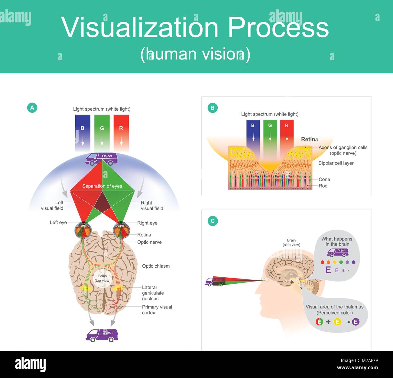 Visualisation Process is the ability to interpret the surrounding ... Visualisation Process is the ability to interpret the surrounding ...
