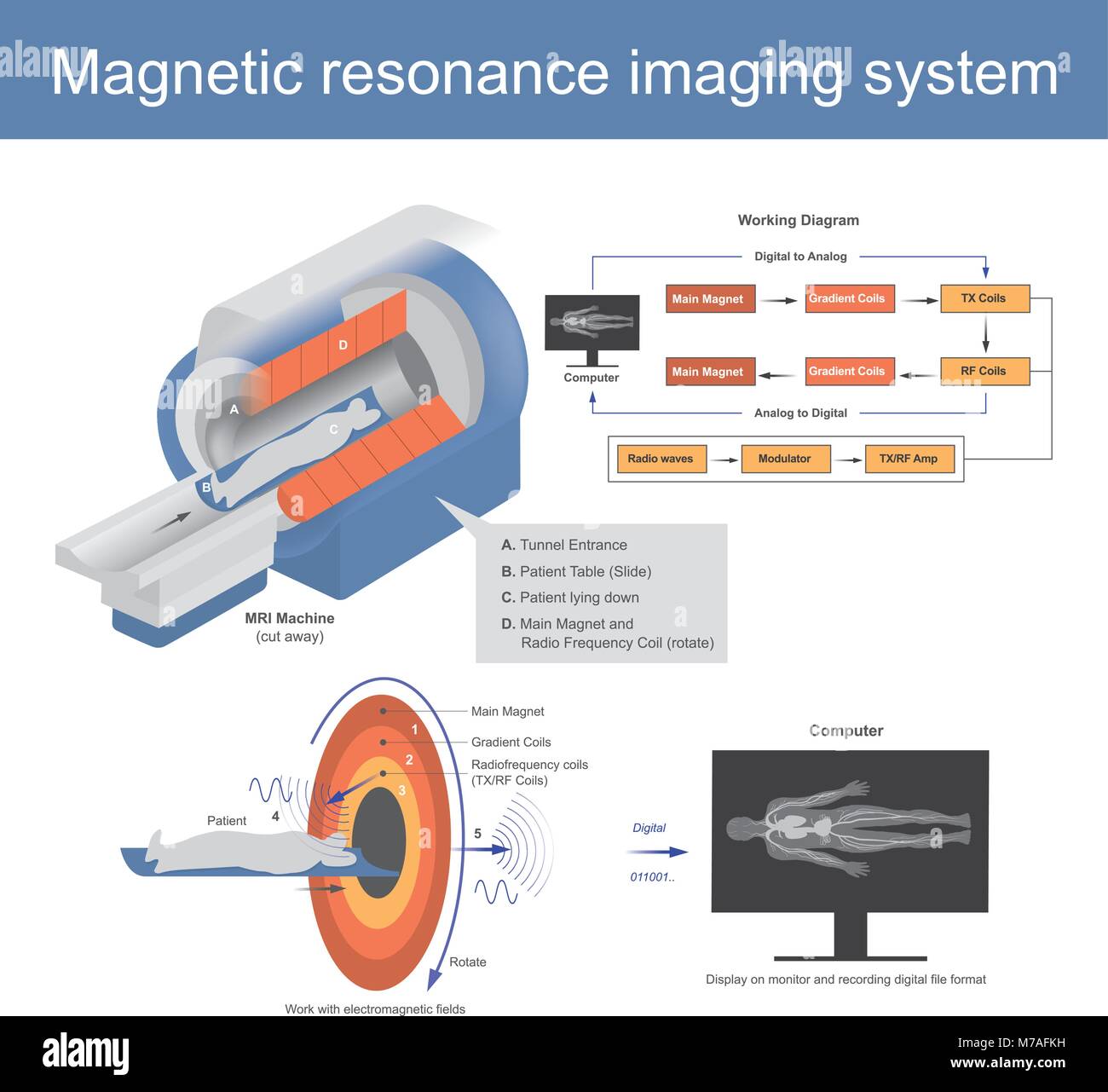 Mri scan Stock Vector Images - Alamy