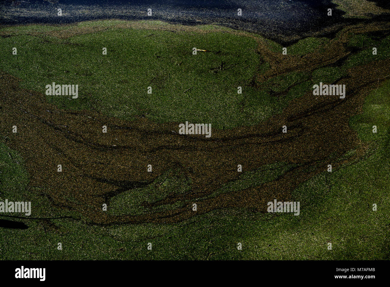 swamp with green water Stock Photo - Alamy