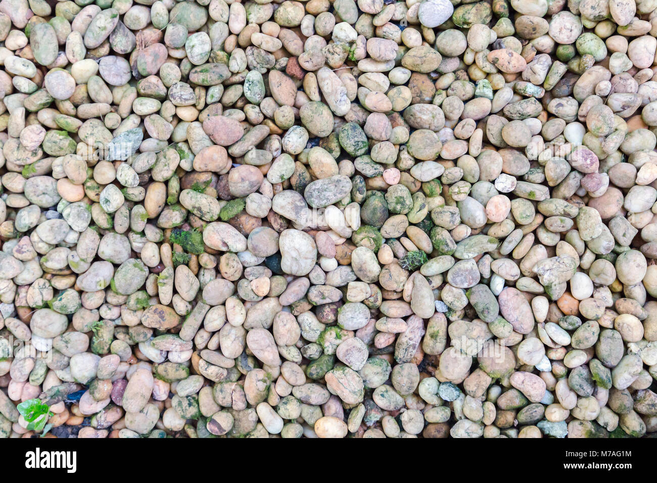 Stone pebbles texture or stone pebbles background for interior exterior ...