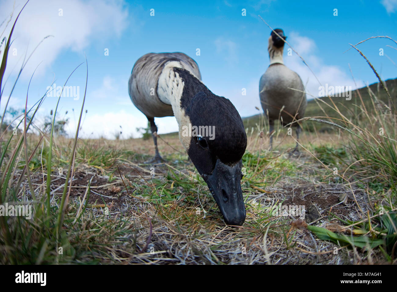 The Nene Goose (pronounced nay nay), Nesochen sandvicensis, is an ...