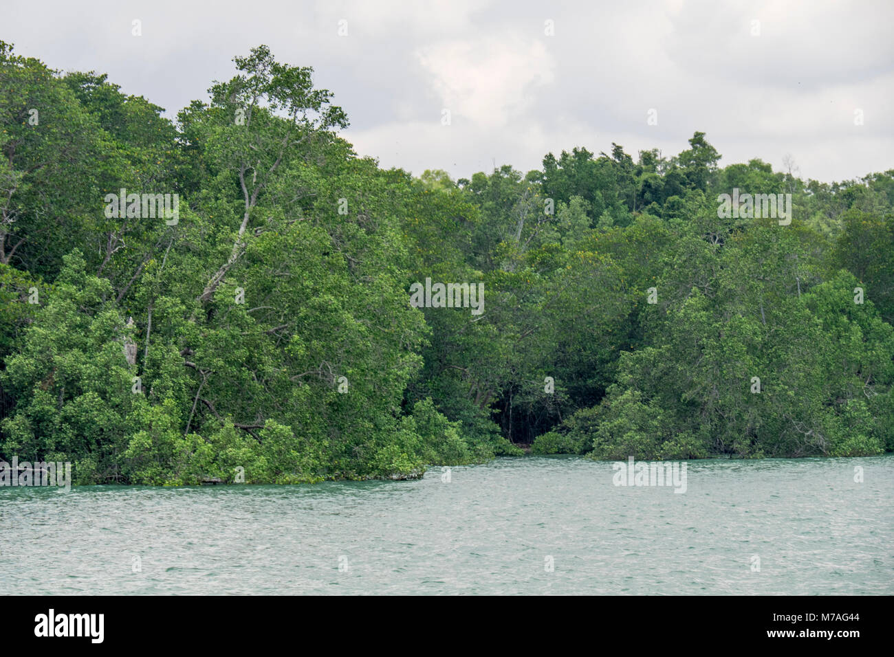 Palau ubin mangrove hi-res stock photography and images - Alamy