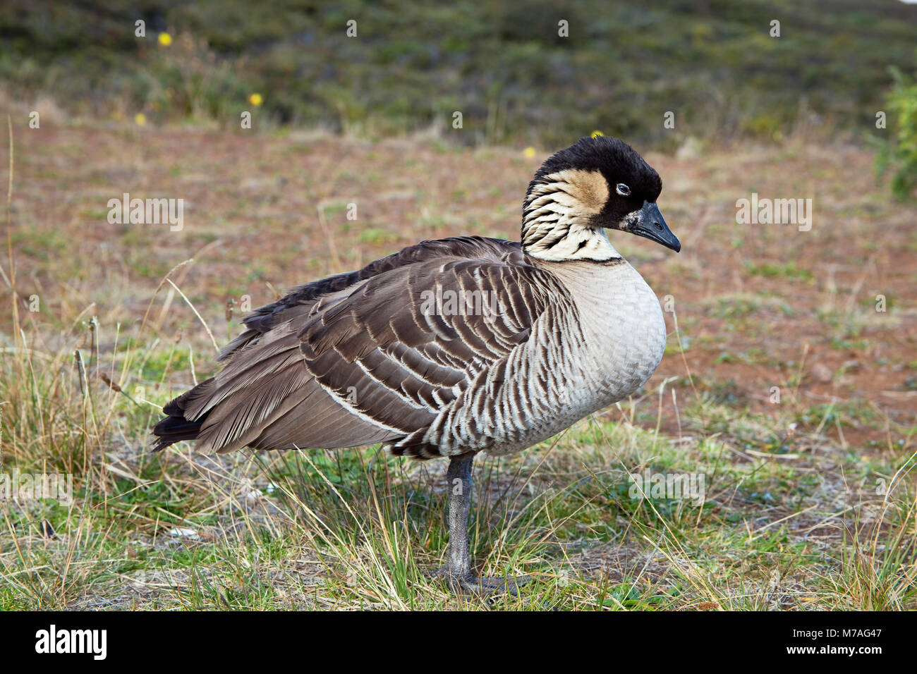 The Nene Goose (pronounced nay nay), Nesochen sandvicensis, is an ...