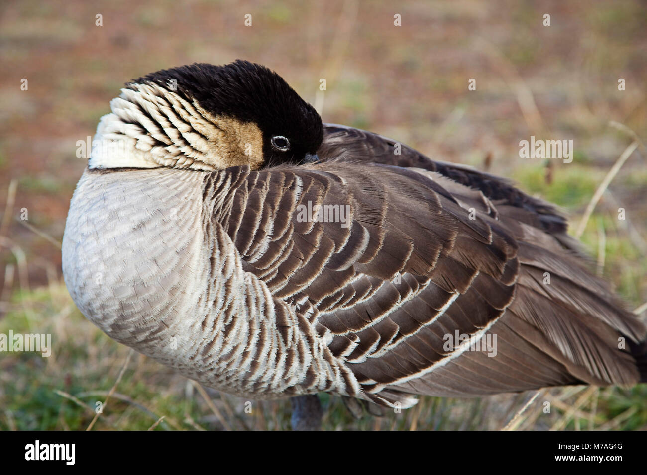 The Nene Goose (pronounced nay nay), Nesochen sandvicensis, is an ...