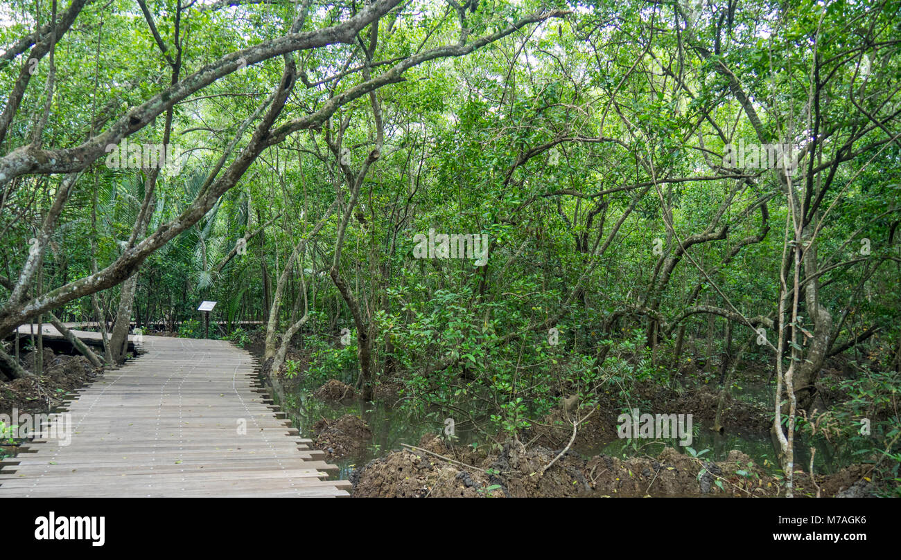 Mangrove boardwalk hi-res stock photography and images - Alamy