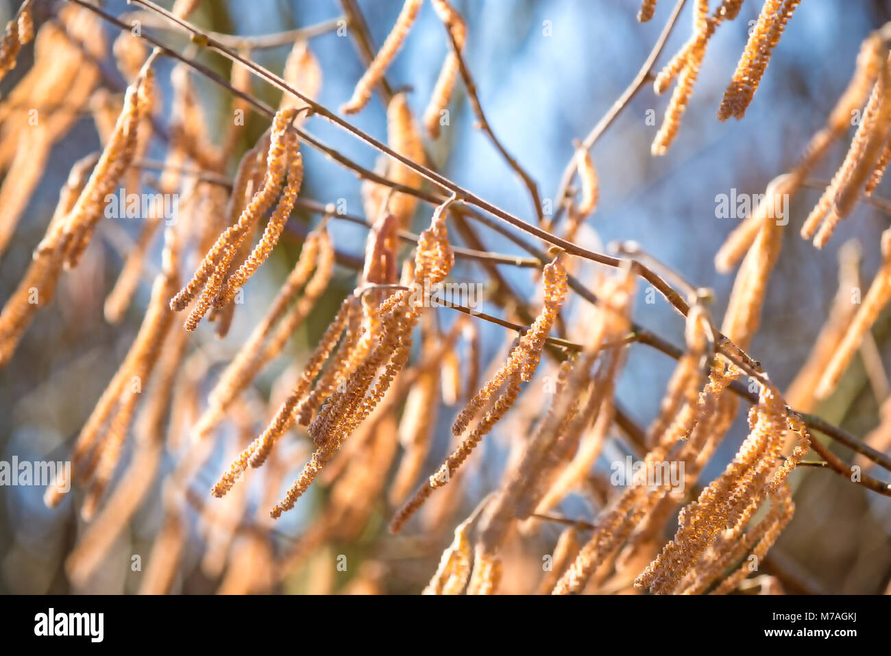 Hazelnut blossom in Germany in wintertime Stock Photo - Alamy