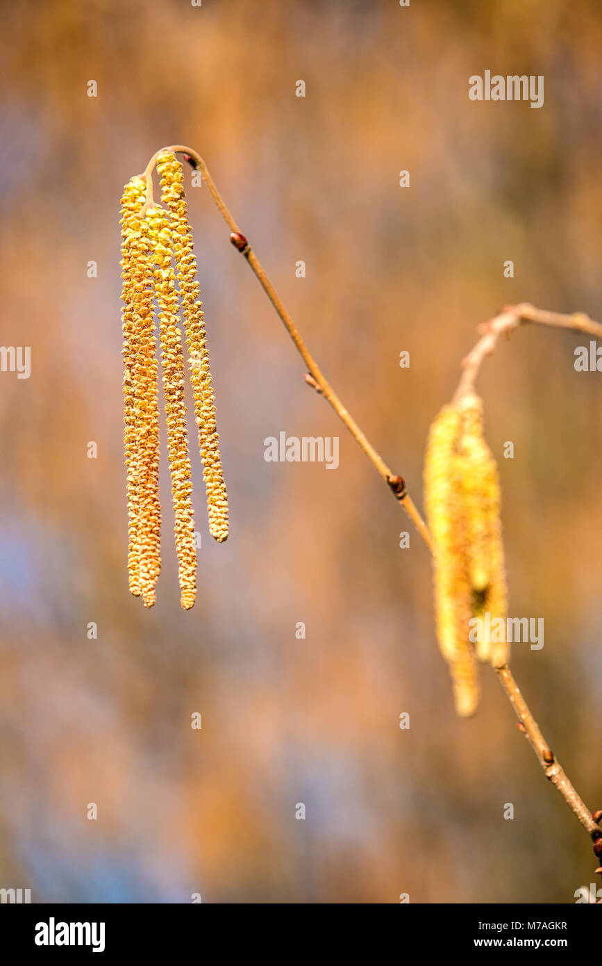 Hazelnut blossom in Germany in wintertime Stock Photo - Alamy